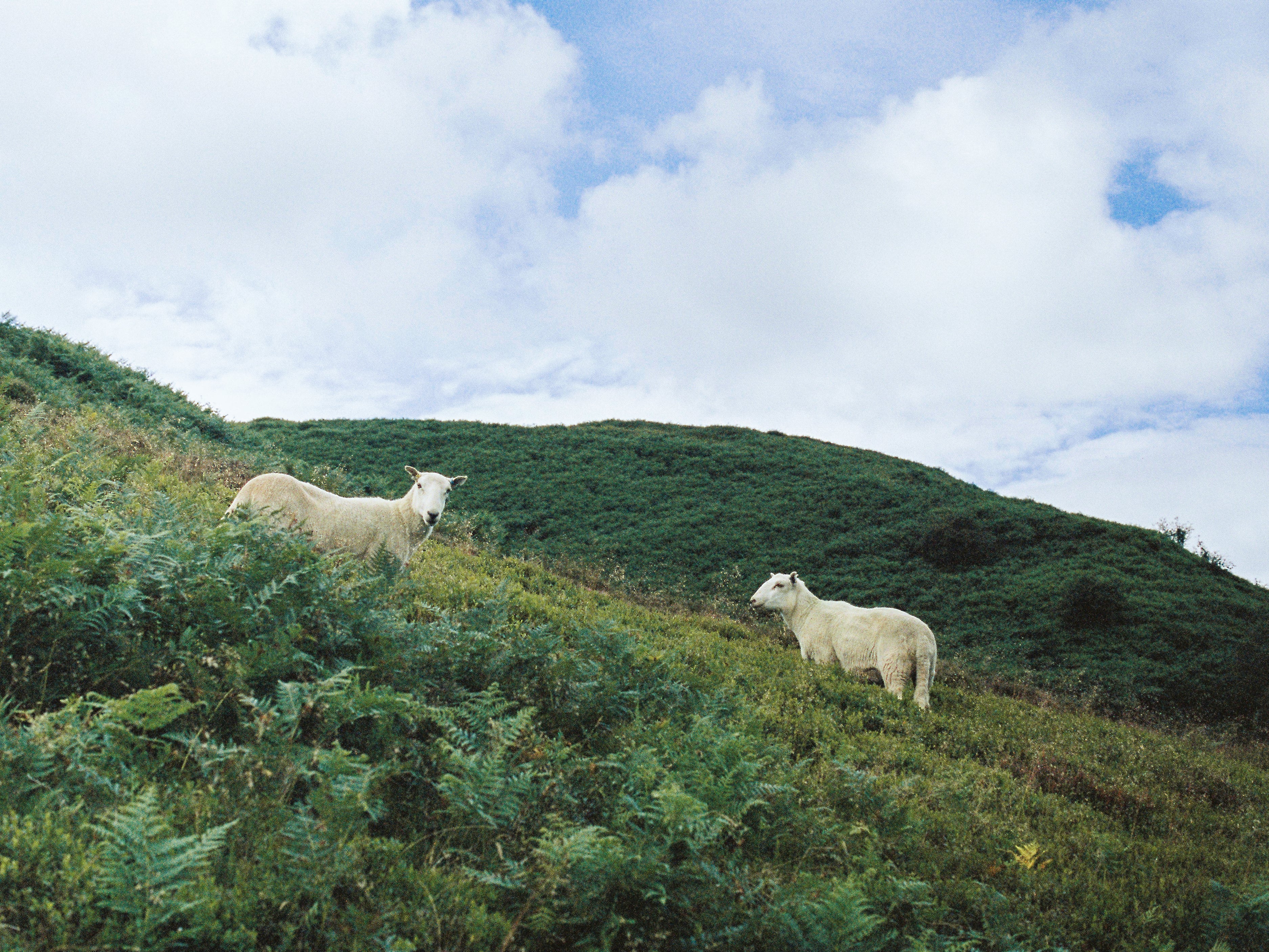 Todd & Duncan: A 150 year old Scottish yarn business that understands ...